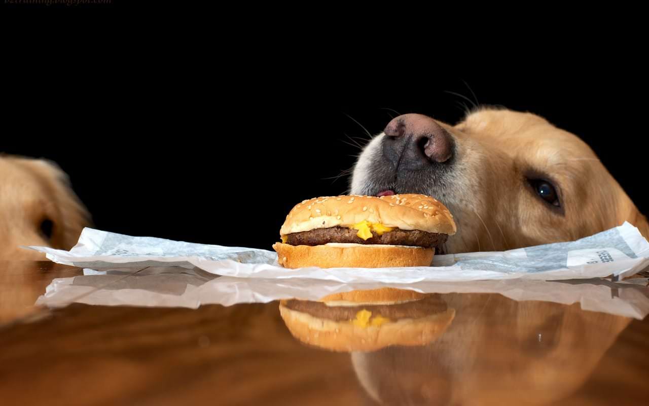 Human Foods Your Dog Shouldn t Eat NewDoggy
